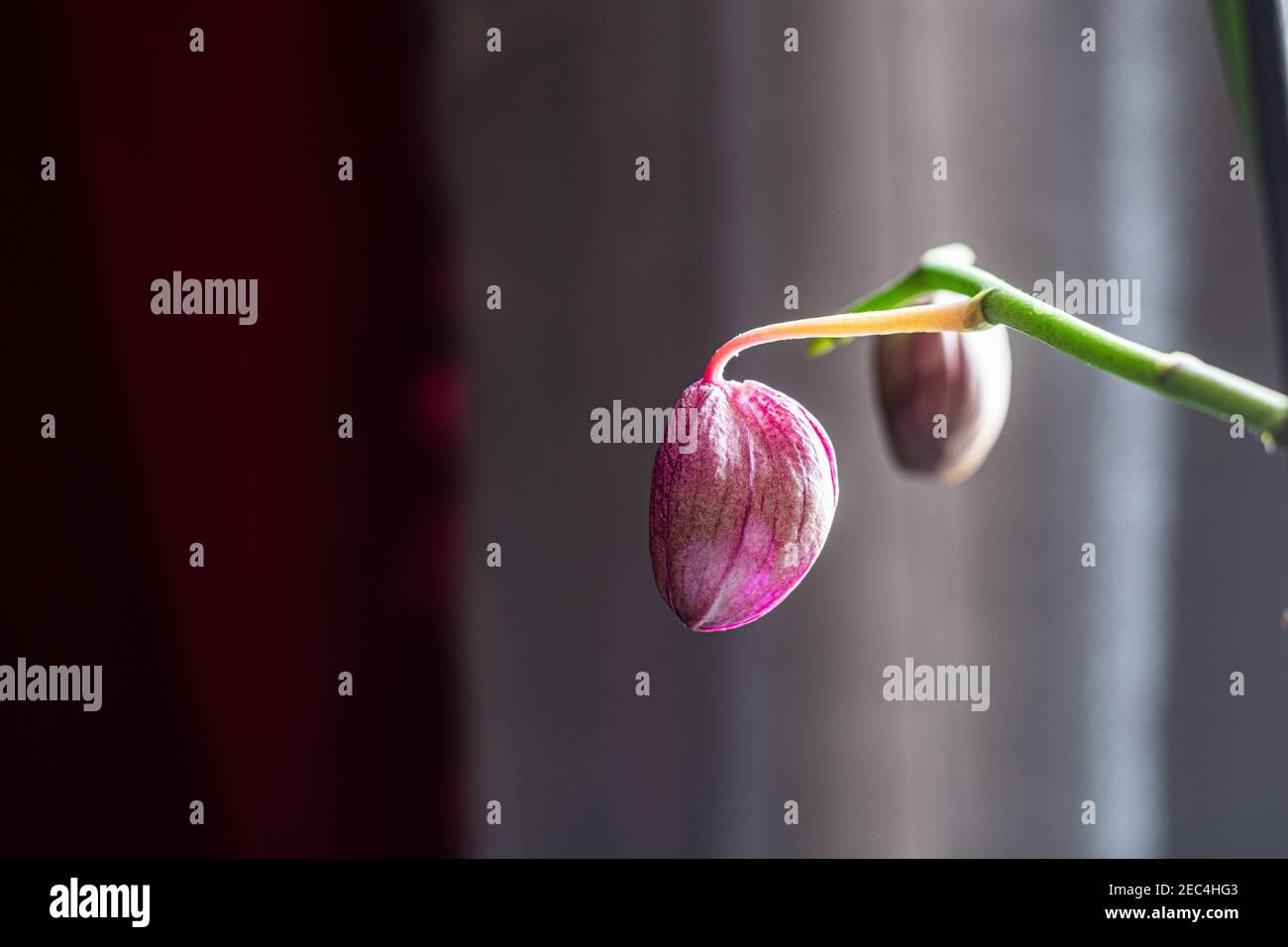 Pre bloom hi-res stock photography and images - Alamy