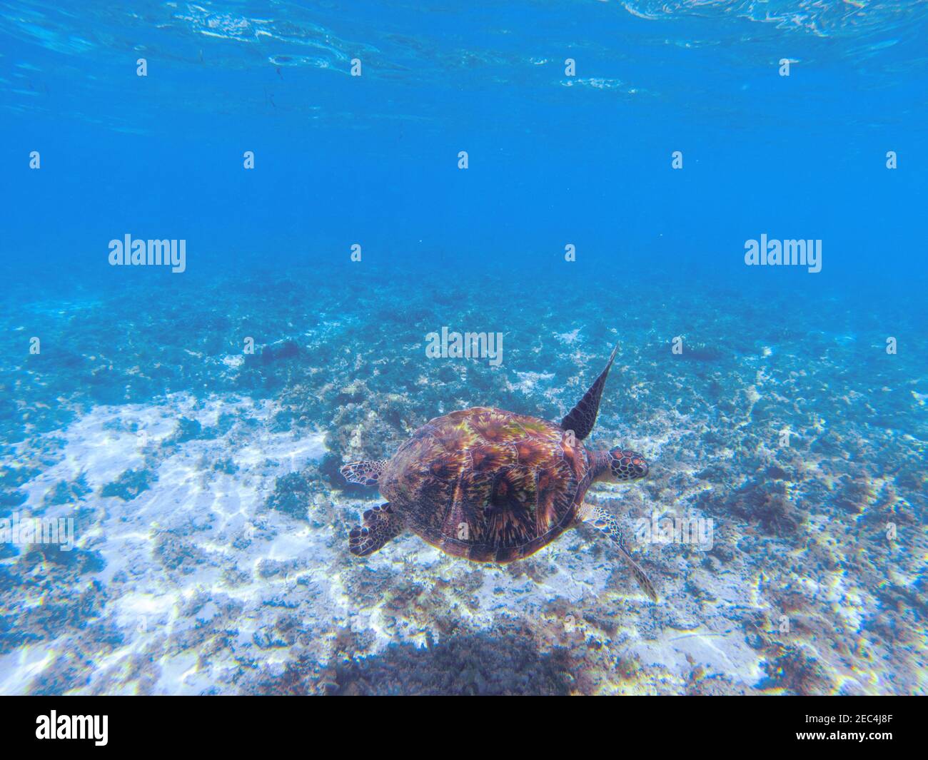 Green sea turtle underwater photo. Sea turtle in blue water. Marine ...