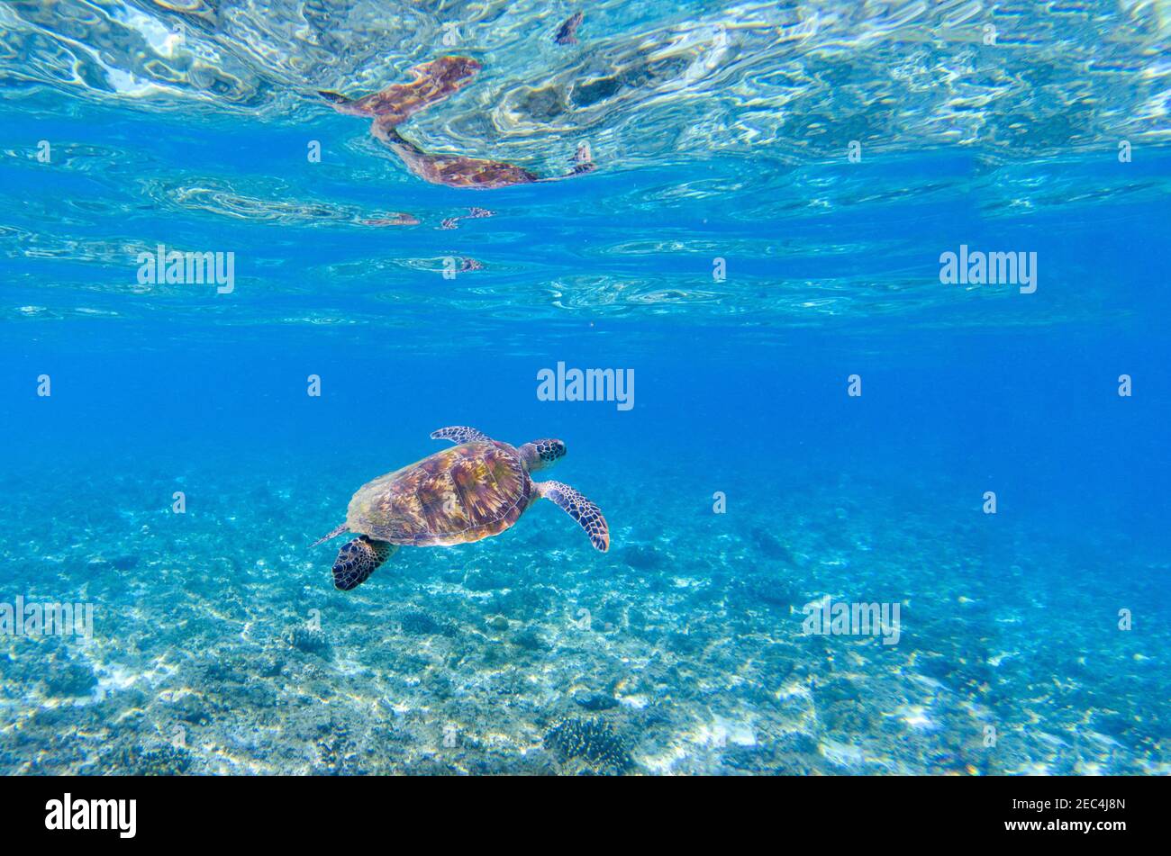 Sea turtle in blue water. Marine tortoise swims in shallow seawater ...