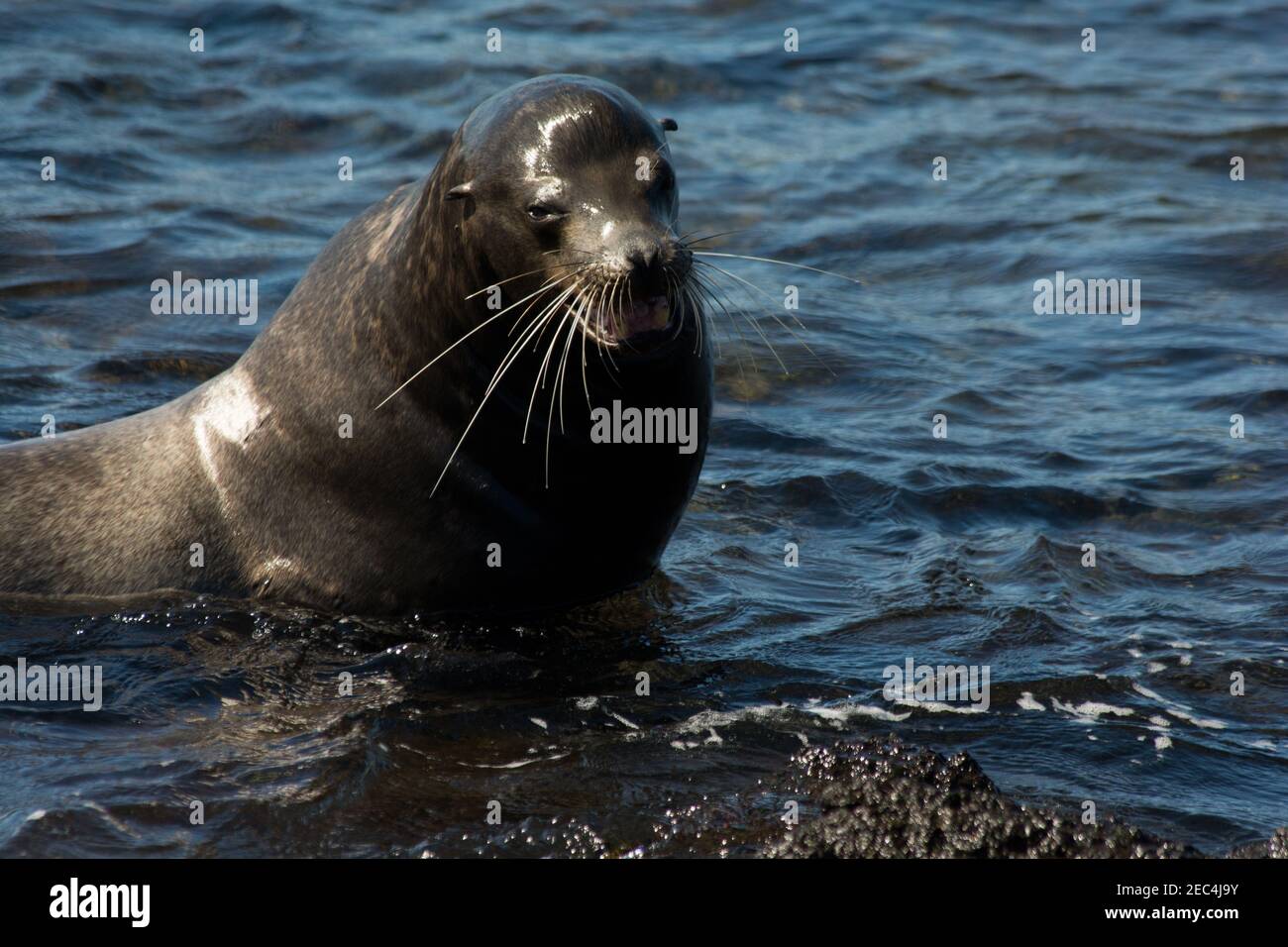 Galápagos sea lion at the coast of Plaza Sur which is one of the ...