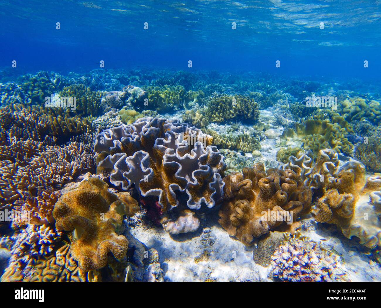 Underwater landscape with coral reef. Coral undersea photo. Seashore ...