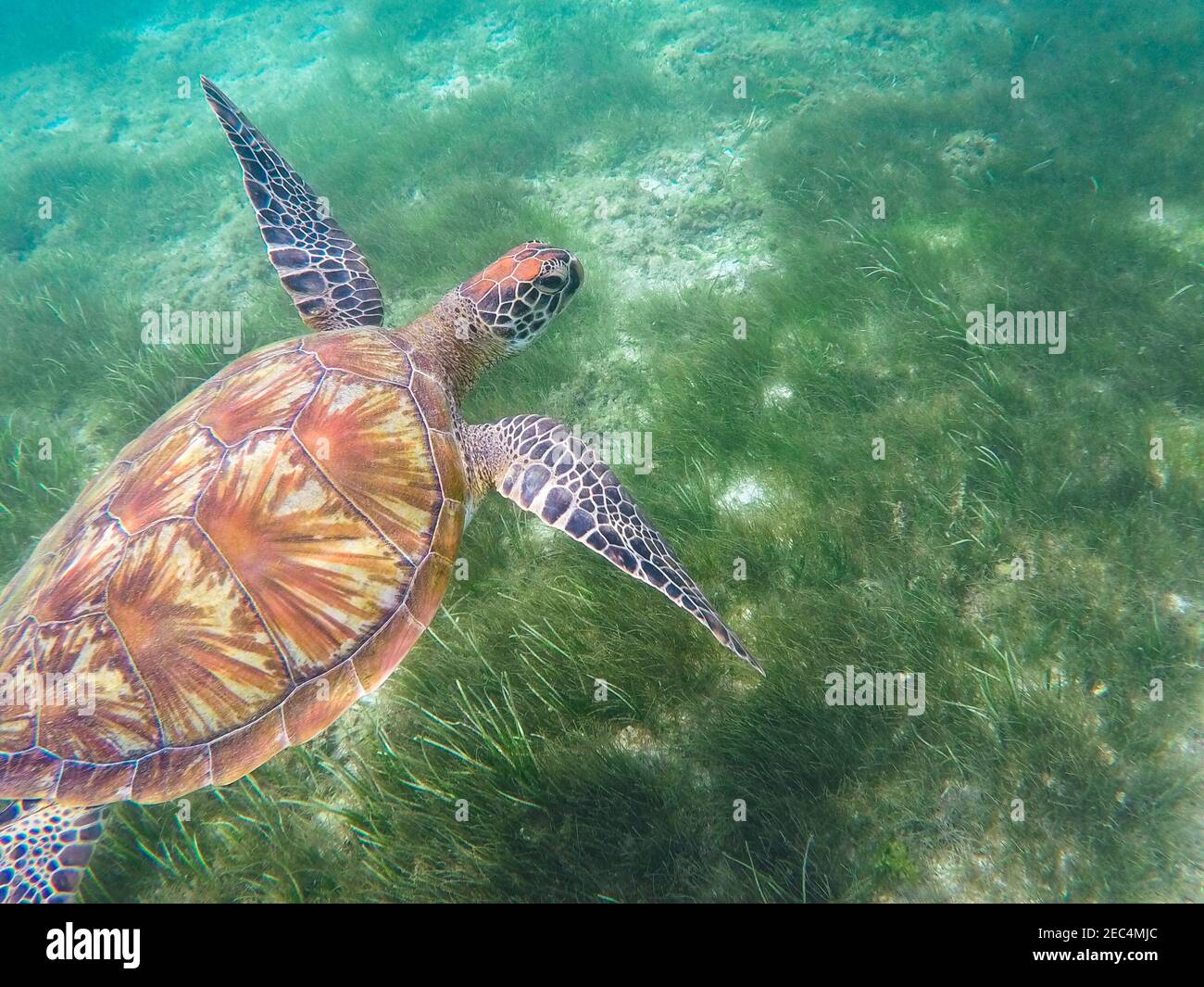 Green turtle swims above sea grass. Sea turtle underwater photo ...