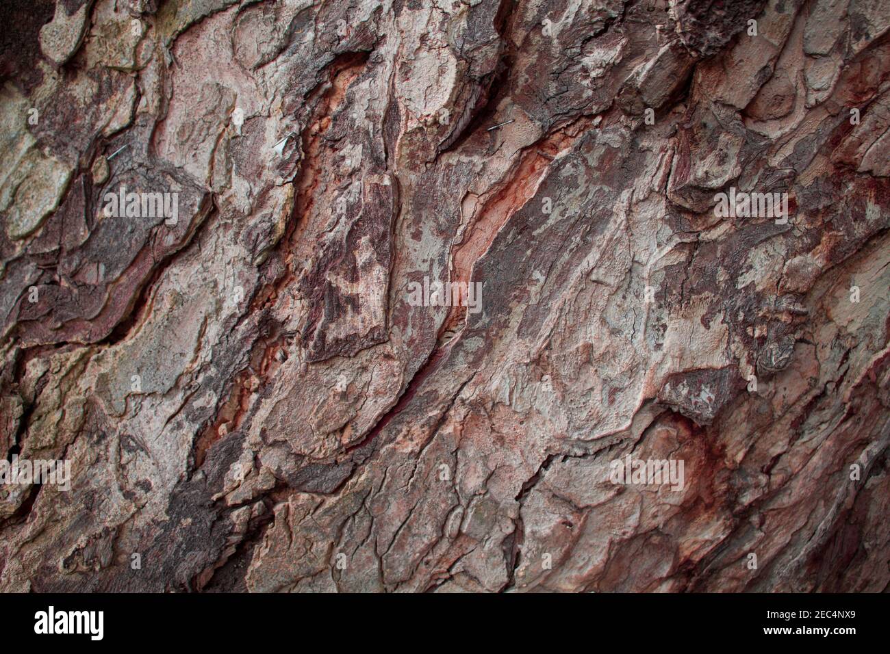 Old oak tree bark closeup texture photo. Rustic tree trunk closeup. Oak ...