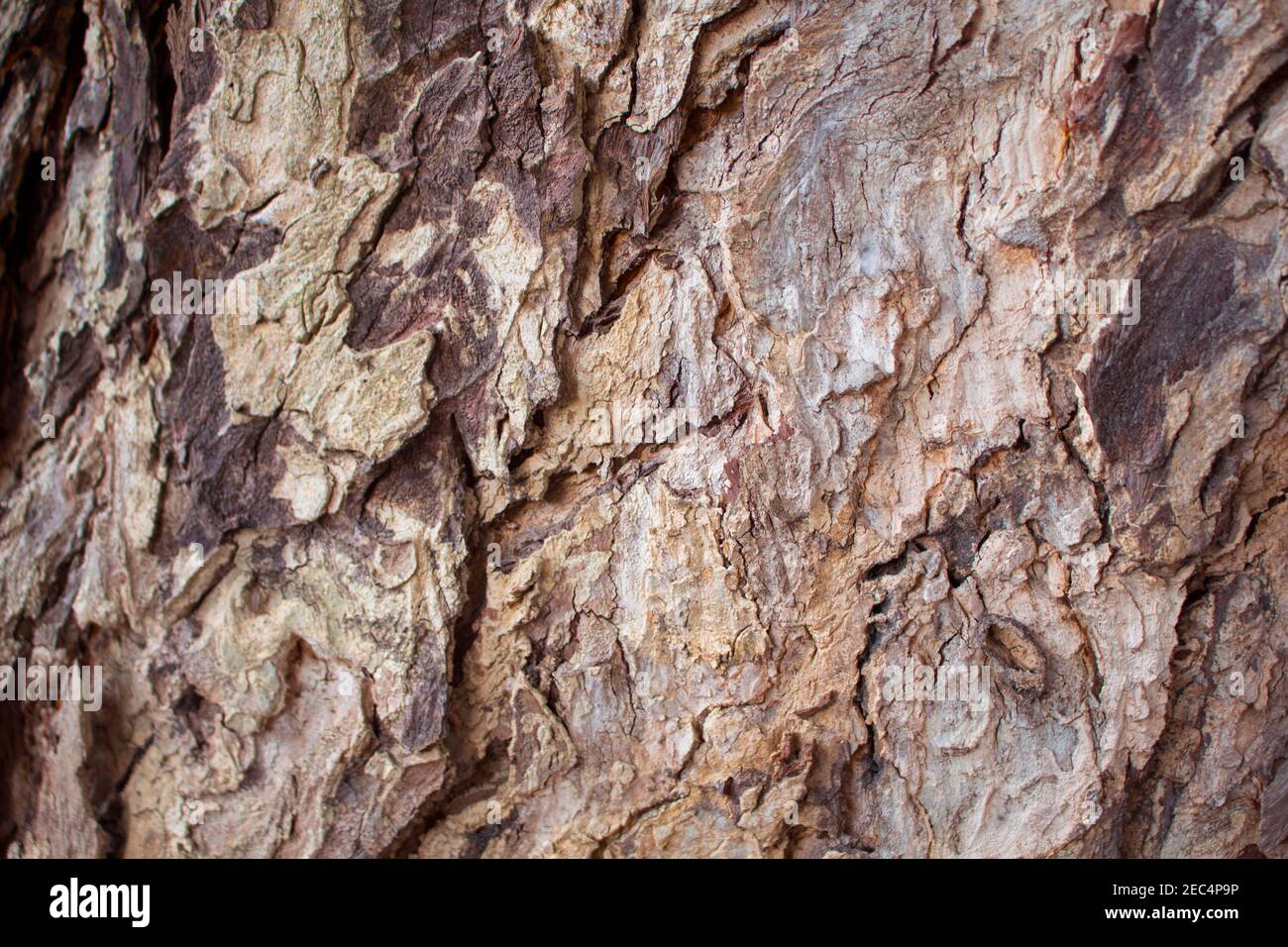 Aged oak tree bark closeup texture photo. Rustic tree trunk closeup ...