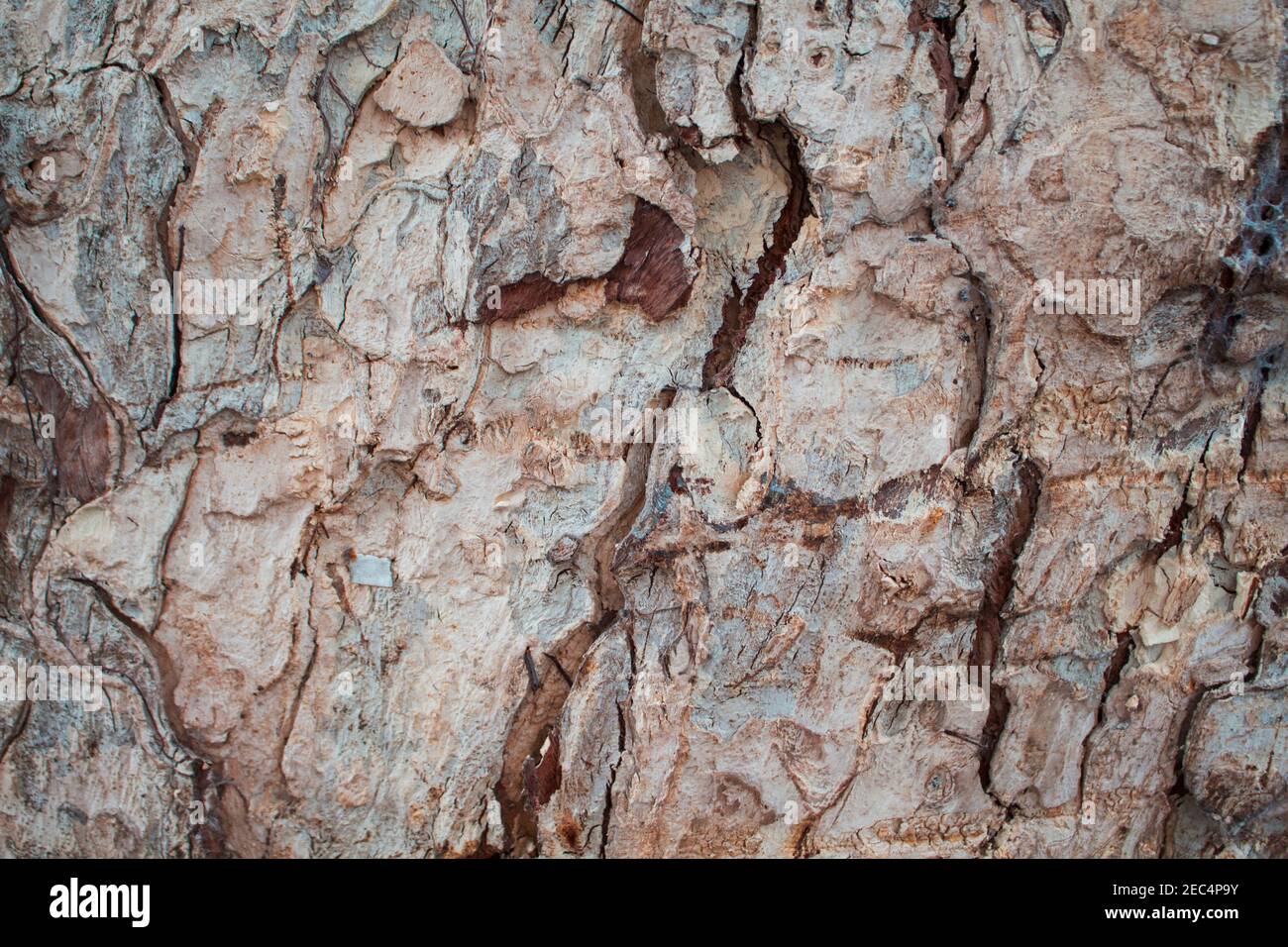 Rustic oak tree bark closeup texture photo. Rustic tree trunk closeup ...