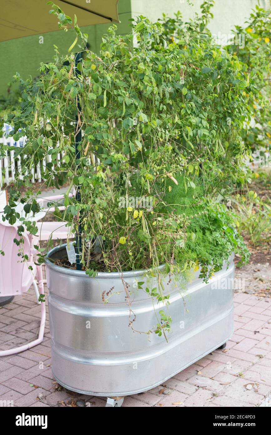 An edible garden in a repurposed trough galvanized steel container, in ...