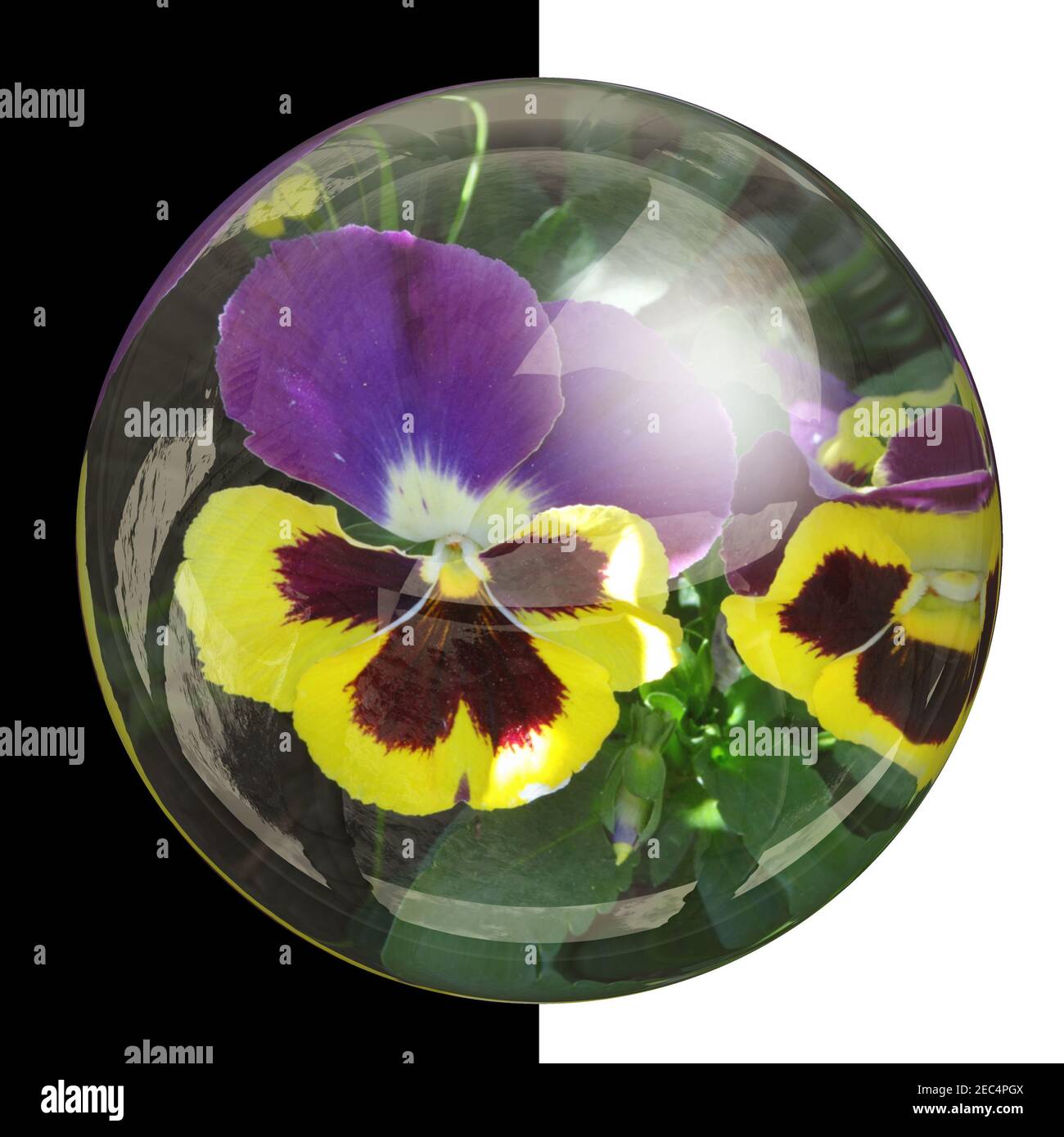 3D Glossyround button with embeded real colorful flower Stock Photo - Alamy