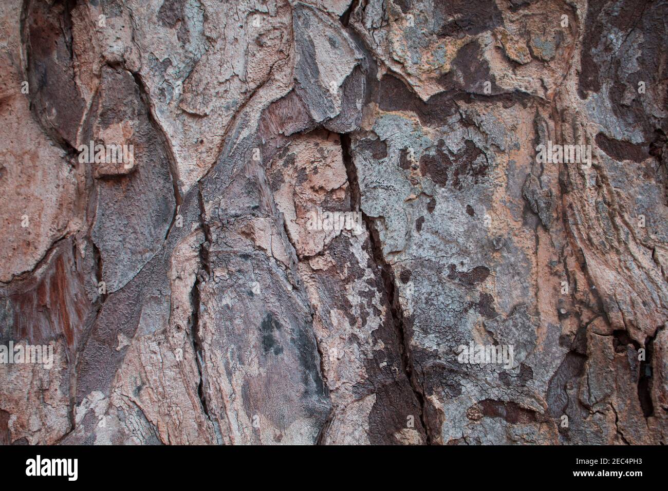 Old oak tree bark closeup texture photo. Rustic tree trunk closeup. Oak ...