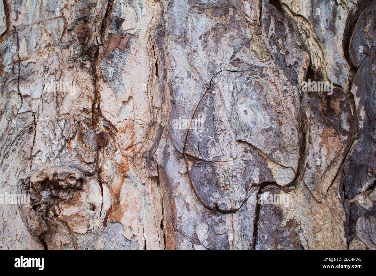 Old oak tree bark closeup texture photo. Rustic tree trunk closeup. Oak ...