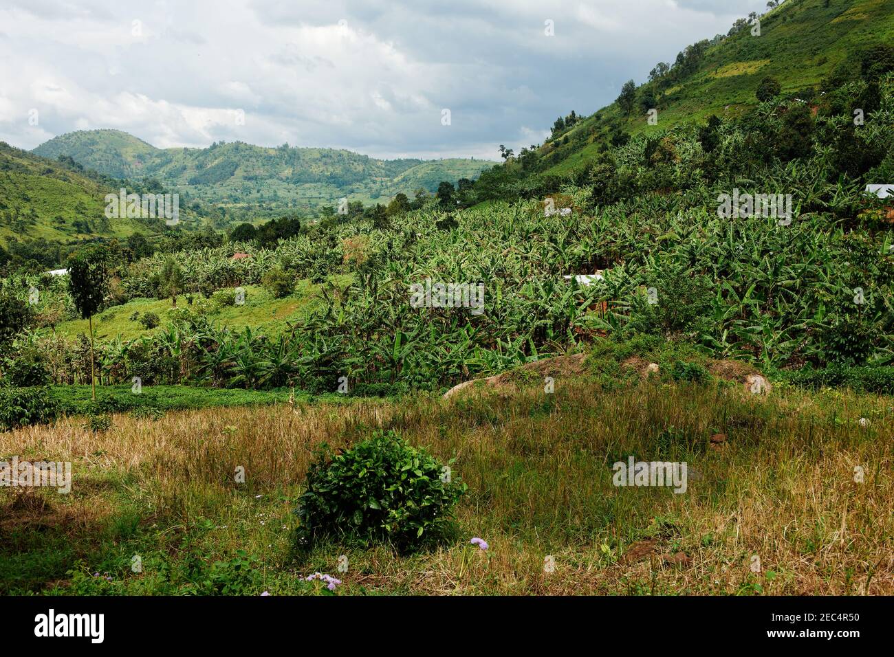 landscape hills with tea plantations, Uganda, Africa Stock Photo - Alamy