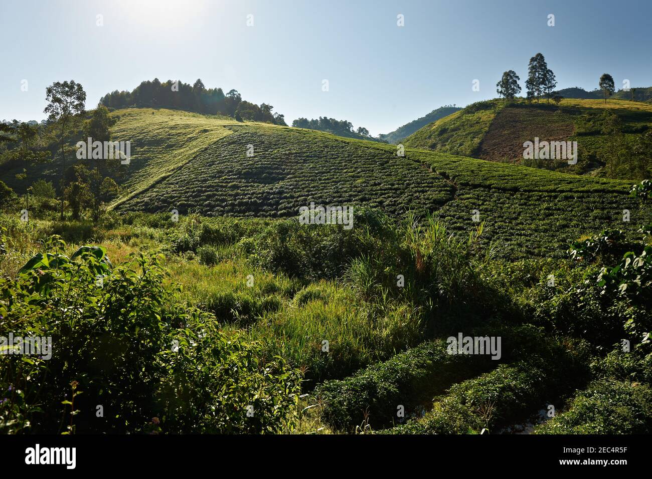 landscape hills with tea plantations, Uganda, Africa Stock Photo - Alamy
