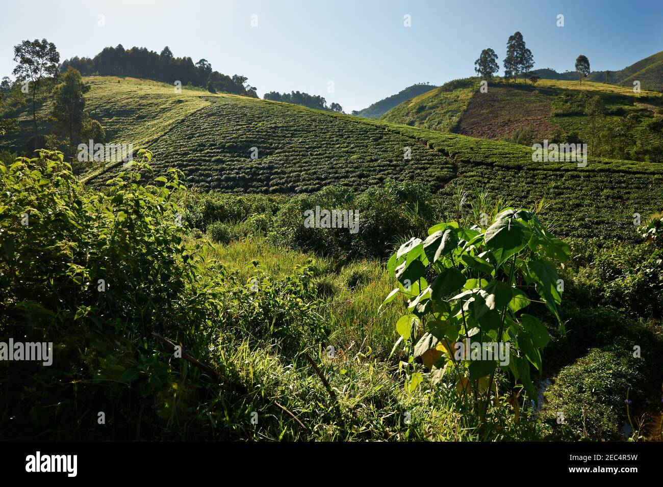 landscape hills with tea plantations, Uganda, Africa Stock Photo - Alamy
