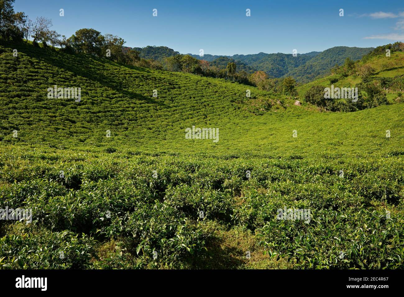 landscape hills with tea plantations, Uganda, Africa Stock Photo - Alamy