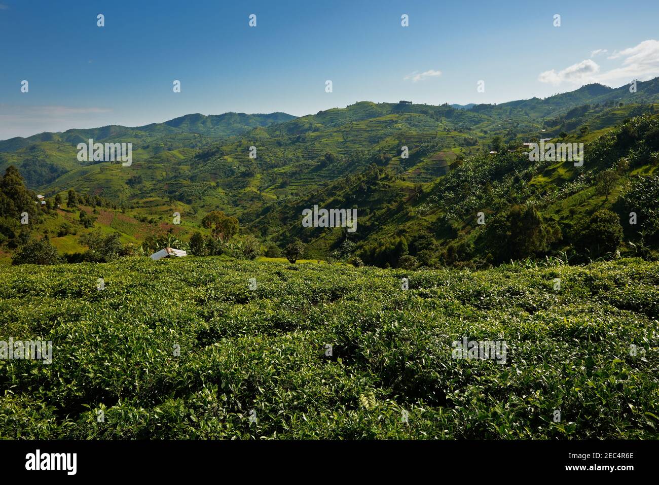 landscape hills with tea plantations, Uganda, Africa Stock Photo - Alamy
