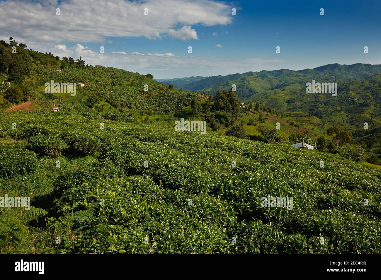 landscape hills with tea plantations, Uganda, Africa Stock Photo - Alamy