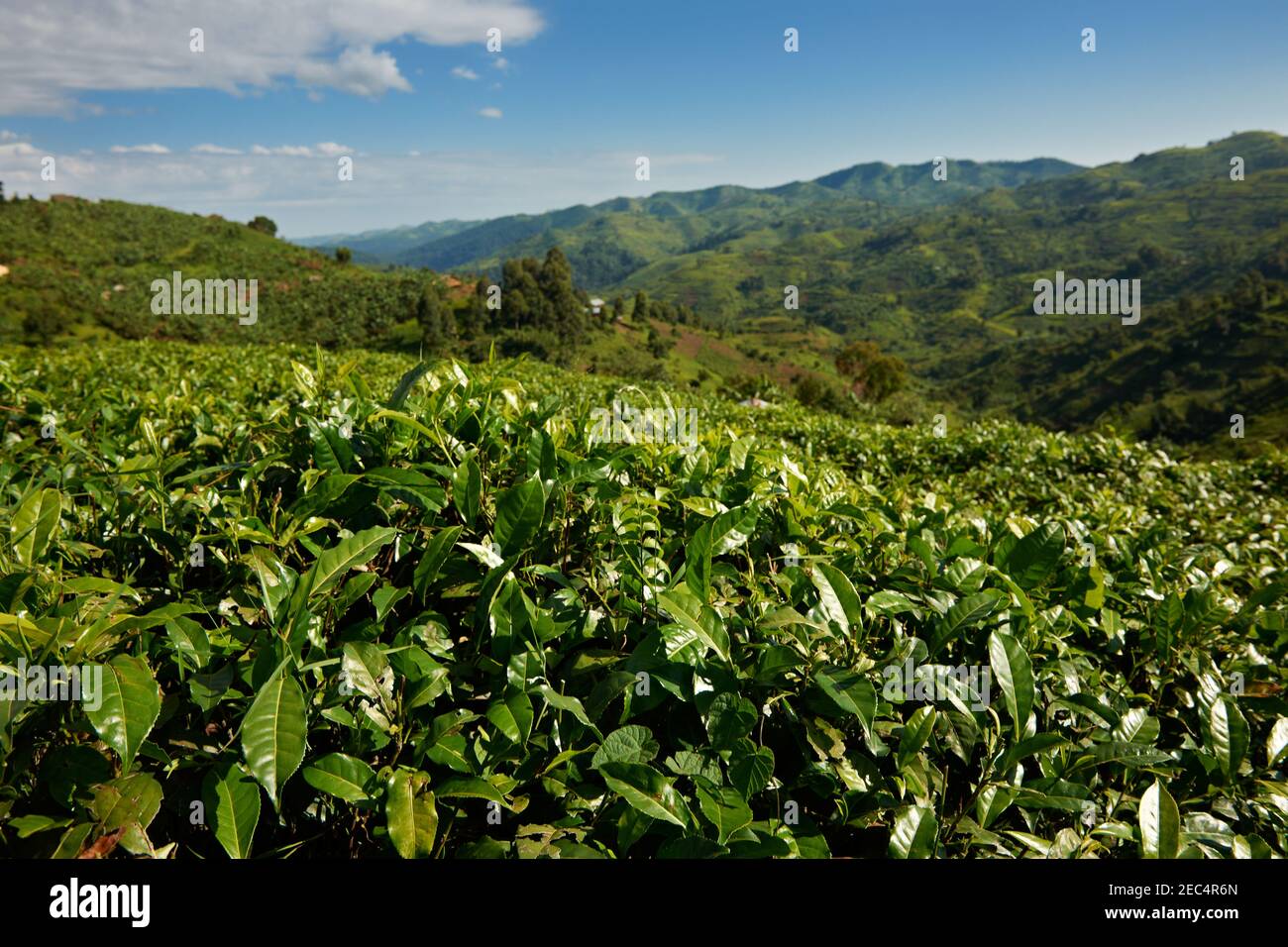 landscape hills with tea plantations, Uganda, Africa Stock Photo - Alamy