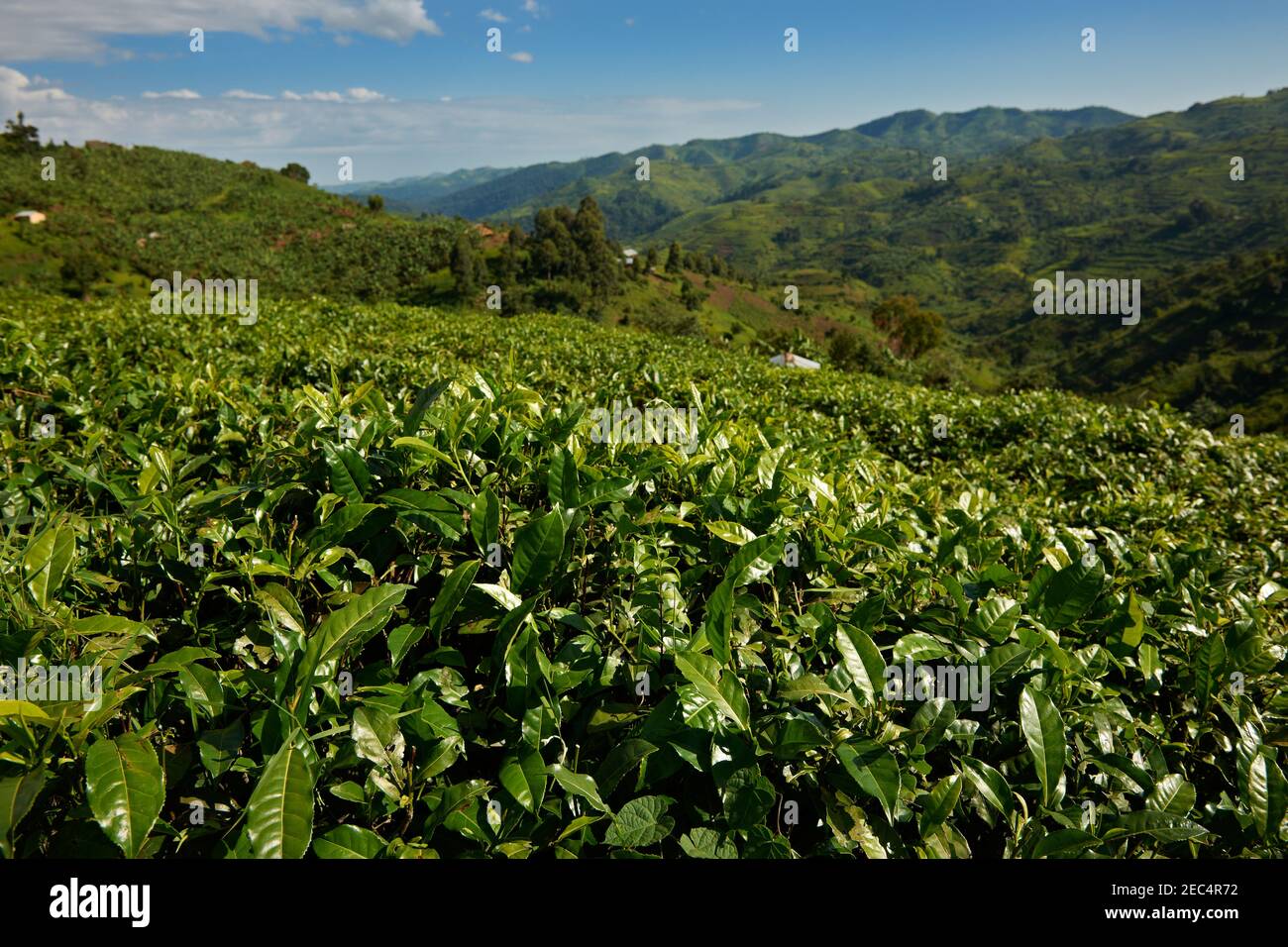 landscape hills with tea plantations, Uganda, Africa Stock Photo - Alamy