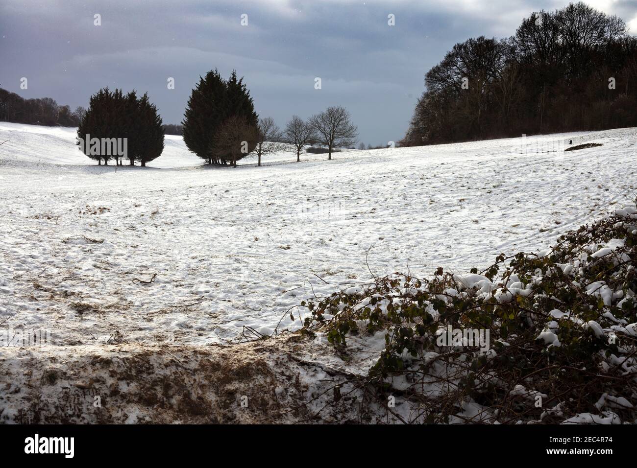 Snow covered open field with standing trees and moody grey/blue sky and ...