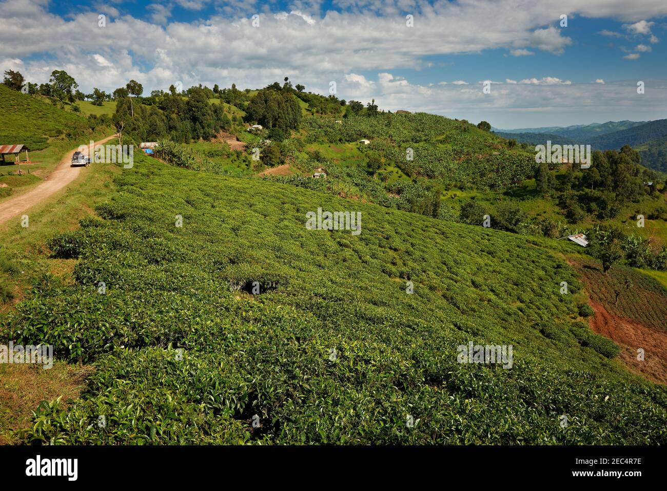landscape hills with tea plantations, Uganda, Africa Stock Photo - Alamy