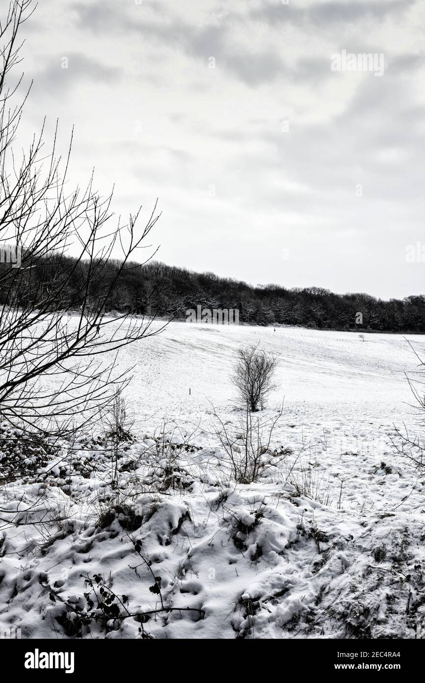 Snow covered open field with standing tree and moody grey/blue sky and ...