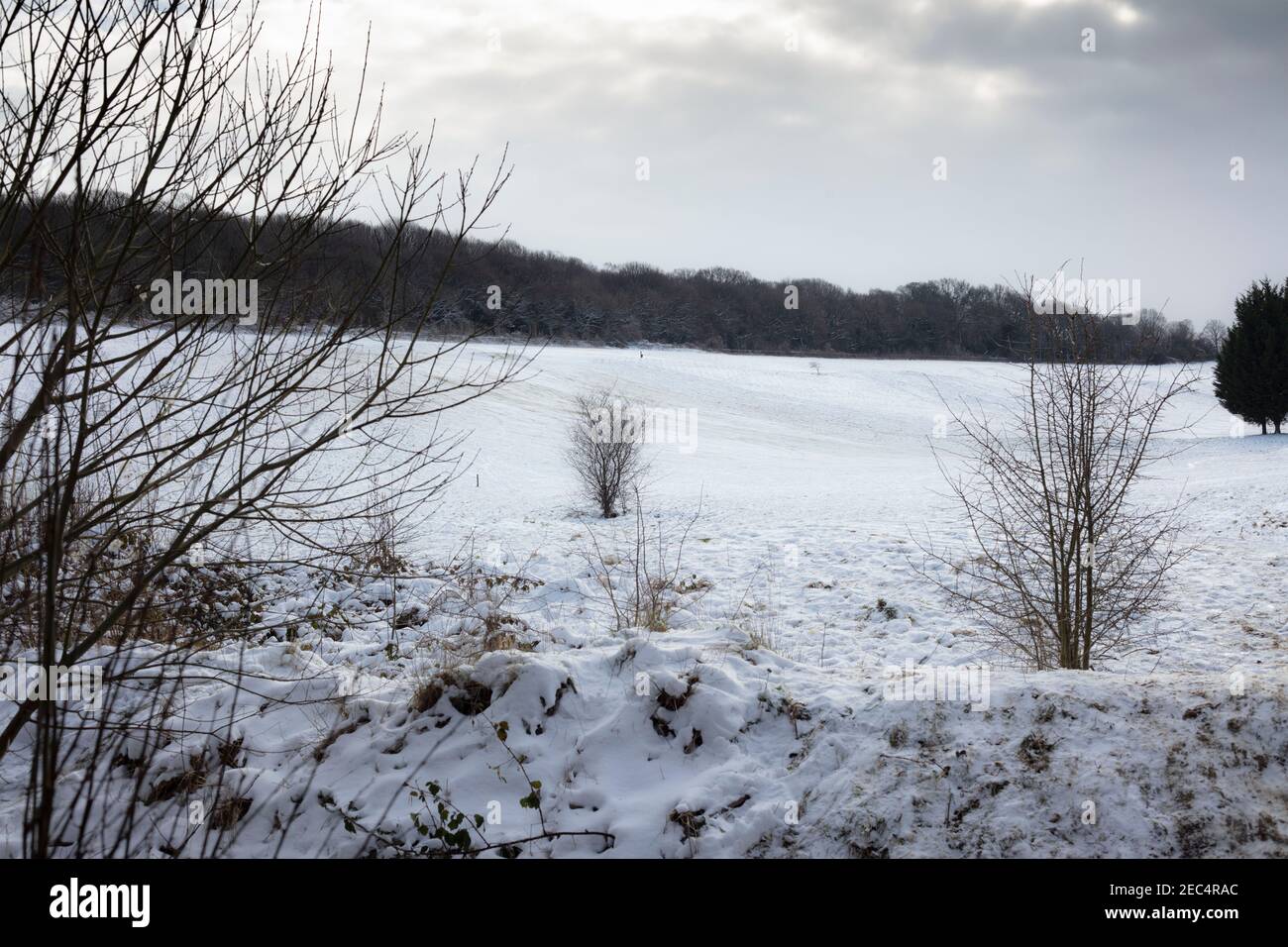 Snow covered open field with standing tree and moody grey/blue sky and ...