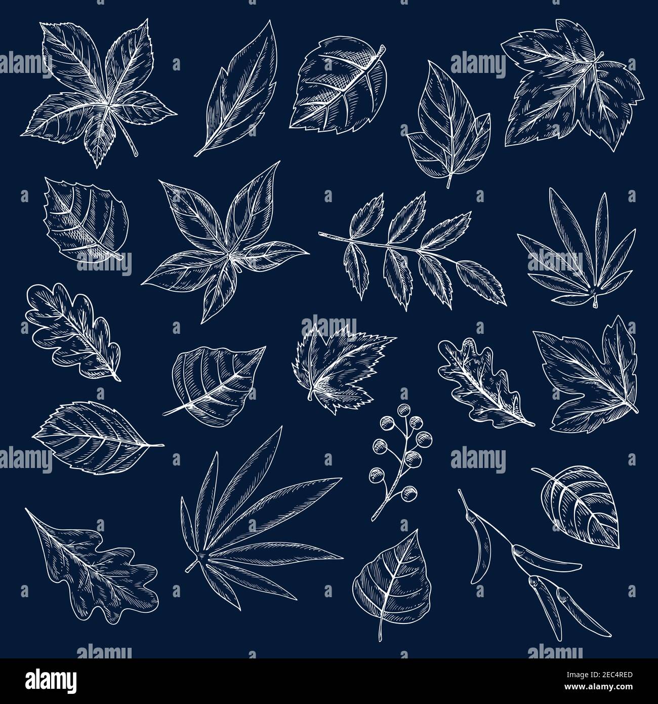 Fruits chestnut tree Stock Vector Images - Alamy