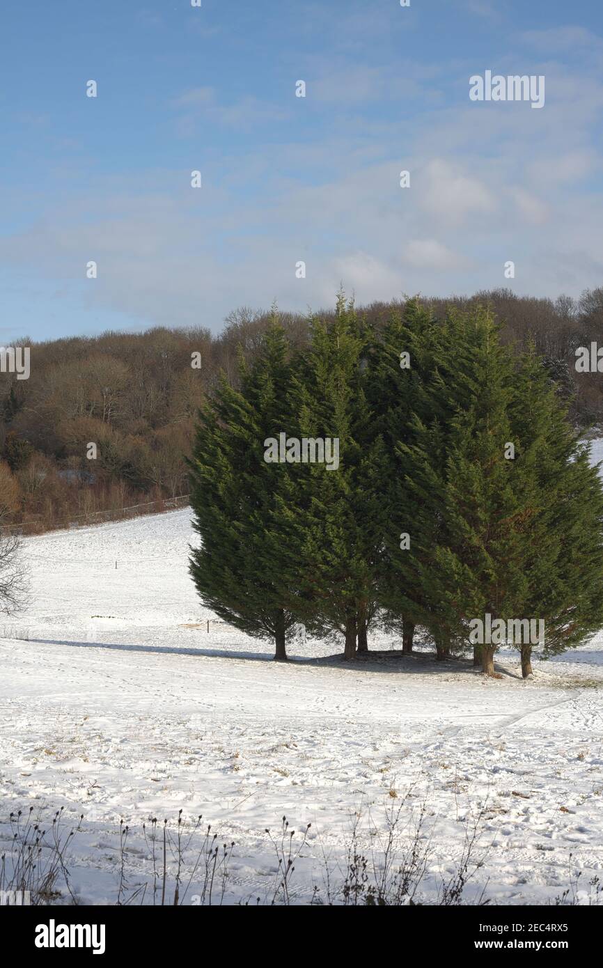 Snow covered open field with standing trees and moody grey/blue sky and ...