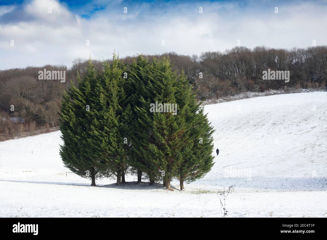 Snow covered open field with standing trees and moody grey/blue sky and ...