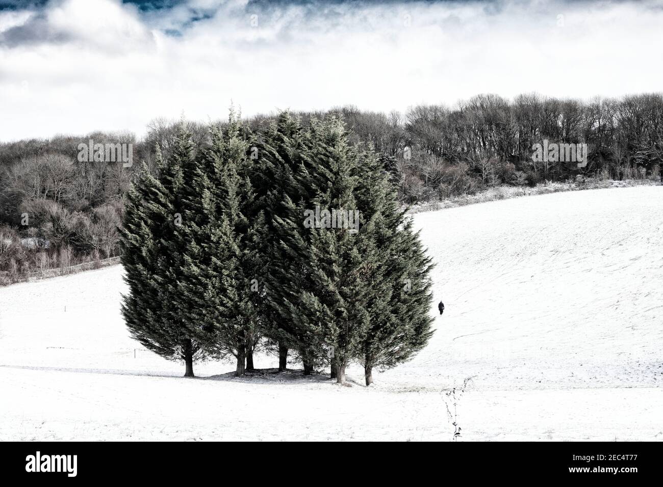 Snow covered open field with standing trees and moody grey/blue sky and ...