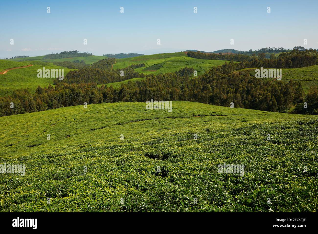 tea plantation, Nyungwe Forest, Rwanda, Africa Stock Photo - Alamy