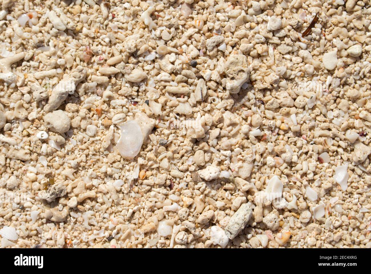 Natural coral beach background. Coral sand texture on seaside under ...
