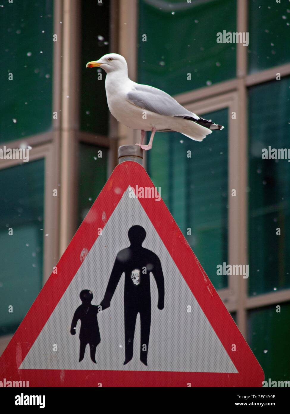 Snow falling upon a Brighton seagull Stock Photo - Alamy