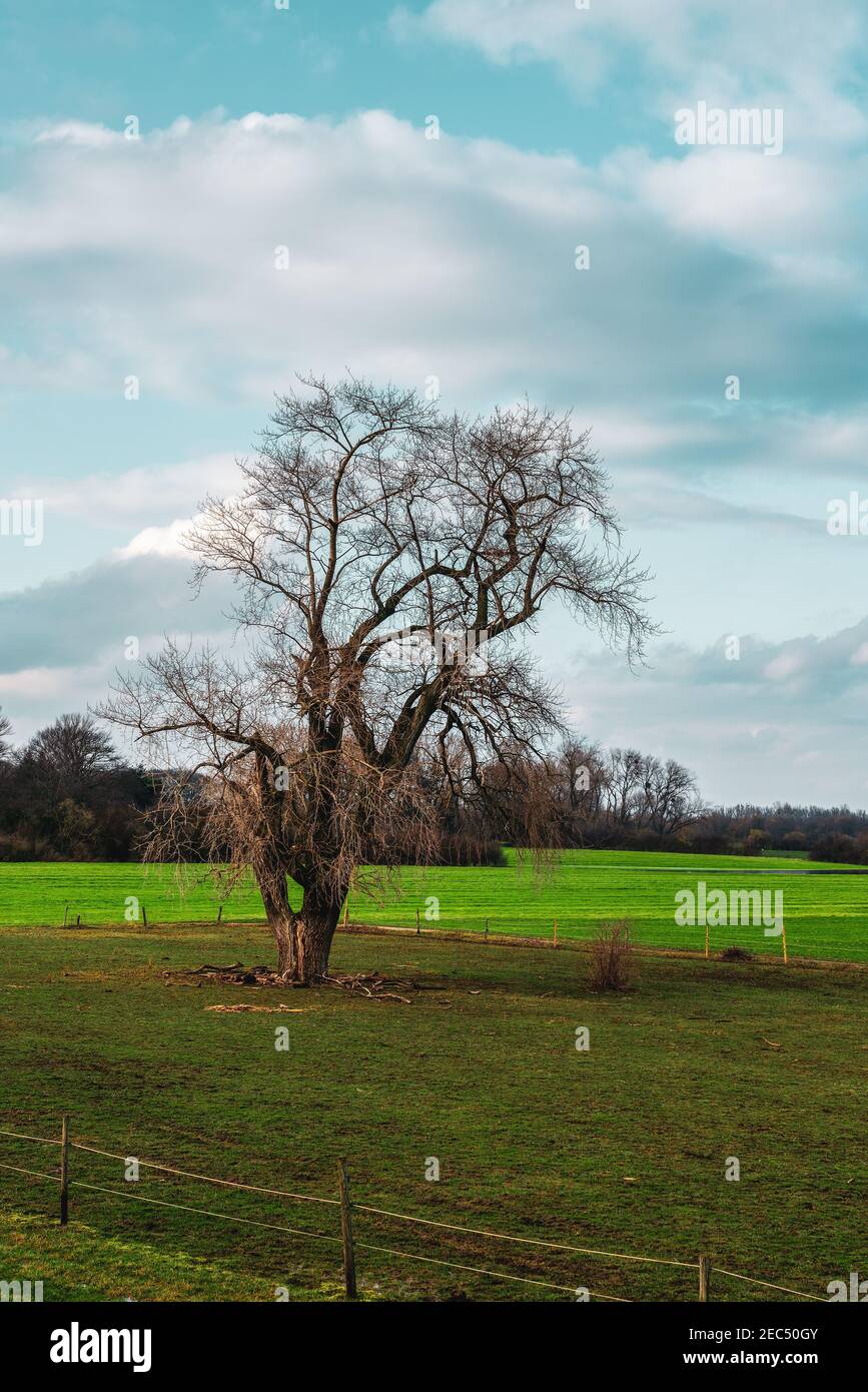 old broken tree in the field Stock Photo - Alamy