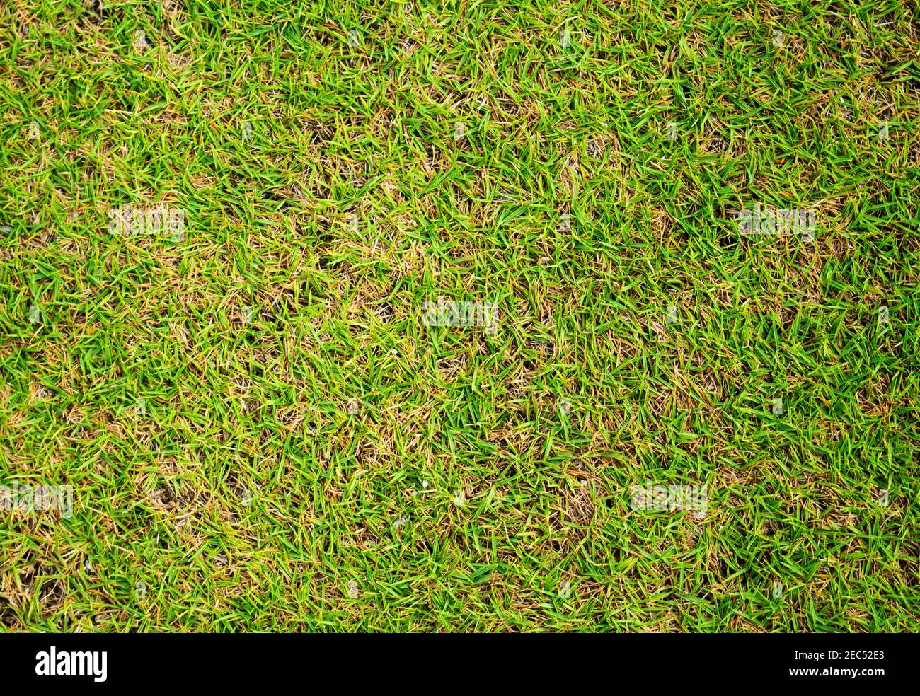 Short grass background, Green grass soccer field background, Close-up ...