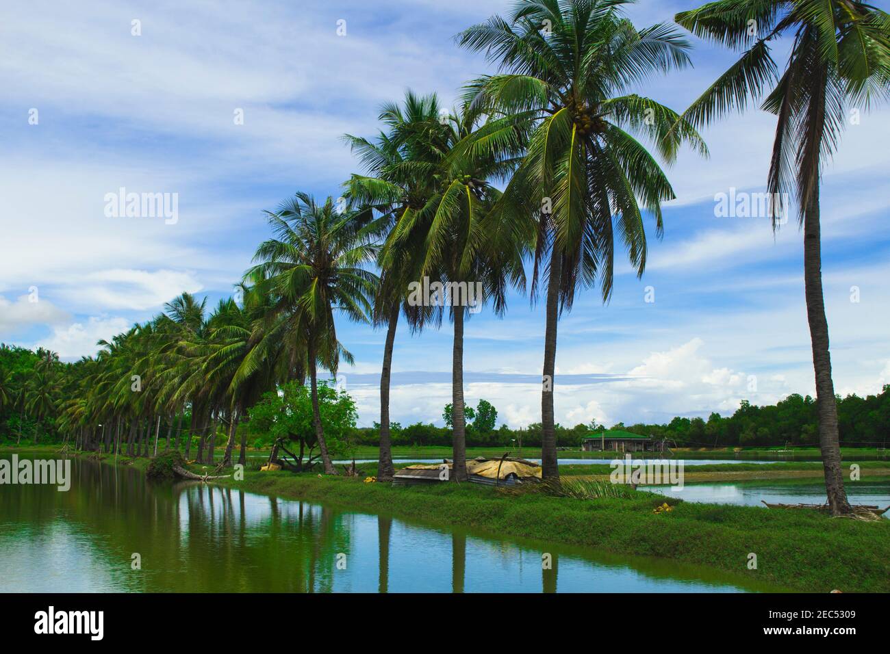 Fluffy coco palm tree between two ponds. Rice paddles and palms ...