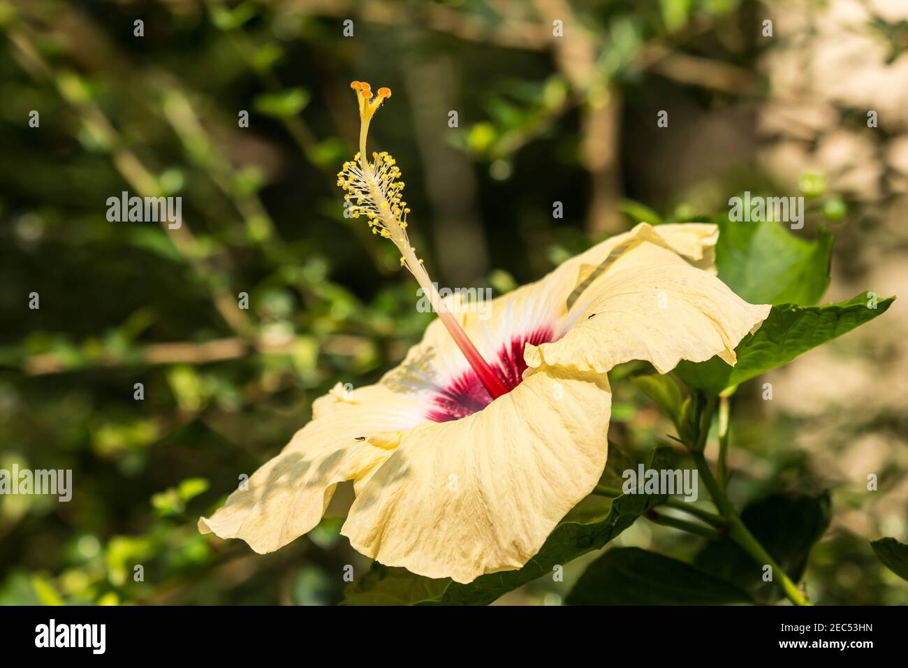 Frop hi-res stock photography and images - Alamy