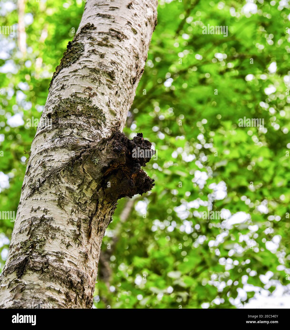 The only chaga is a parasite on the tree. Outdoor on a blurry ...