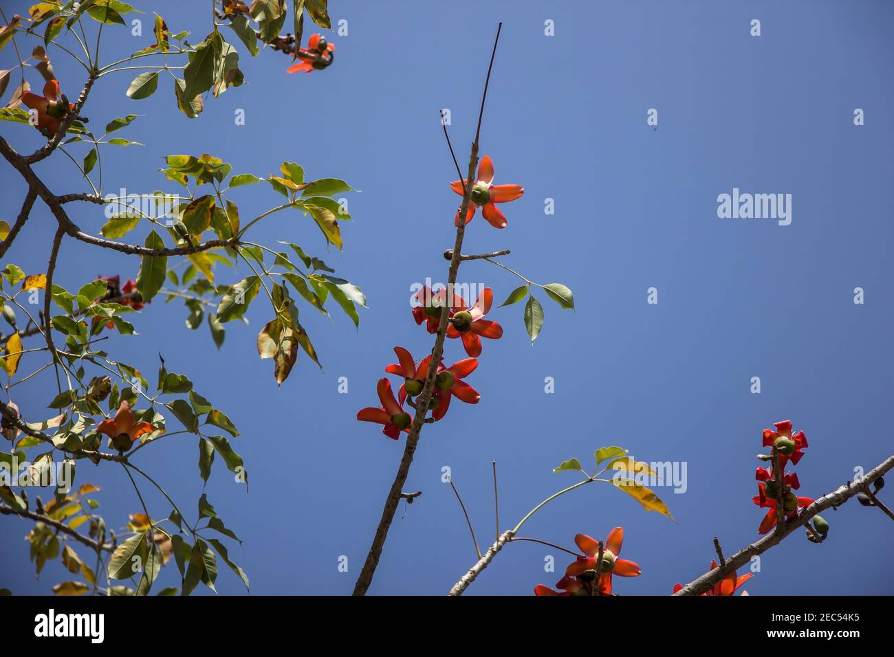 Red Flower of Bombax ceiba tree with green leaf Stock Photo - Alamy