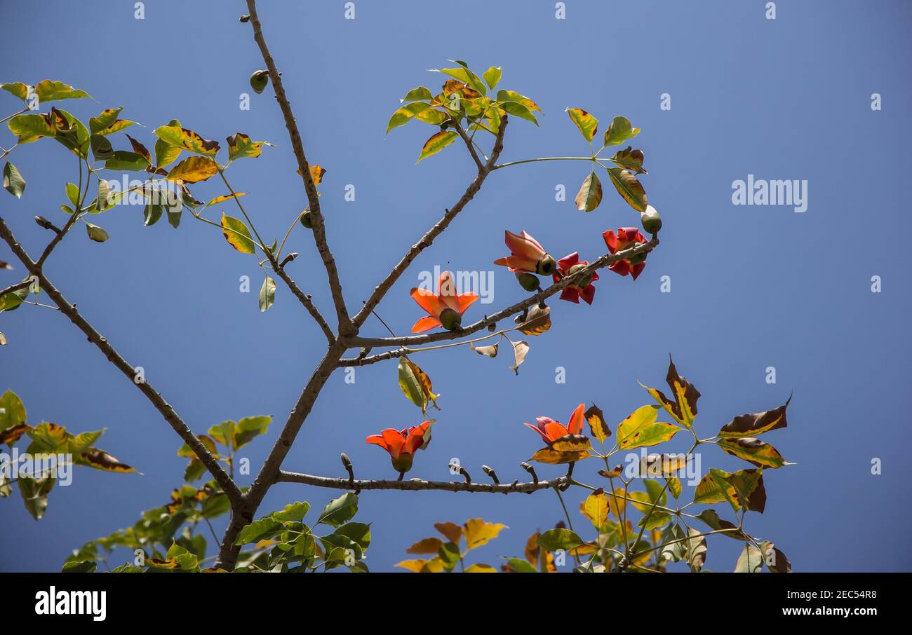 Red Flower of Bombax ceiba tree with green leaf Stock Photo - Alamy