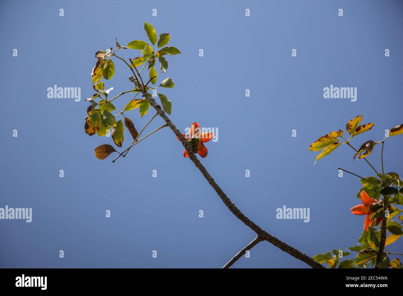 Red Flower of Bombax ceiba tree with green leaf Stock Photo - Alamy
