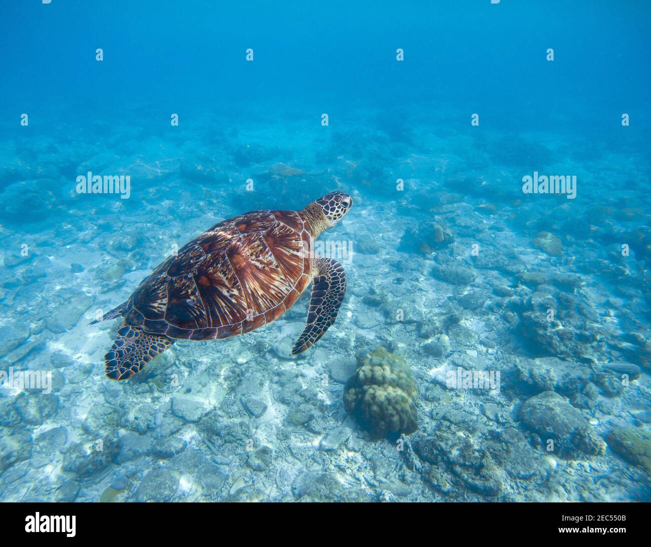 Sea turtle swims underwater. Snorkeling with tortoise. Wild green ...