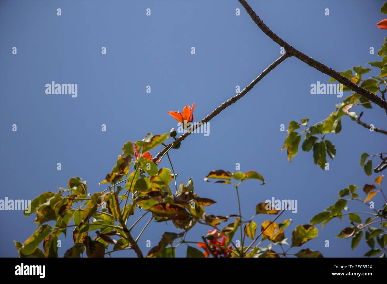 Red Flower of Bombax ceiba tree with green leaf Stock Photo - Alamy
