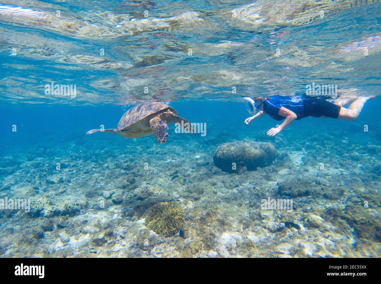 Woman snorkeling with sea turtle. Turtle and snorkel underwater ...