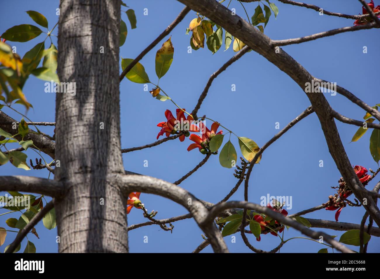 Red Flower of Bombax ceiba tree with green leaf Stock Photo - Alamy