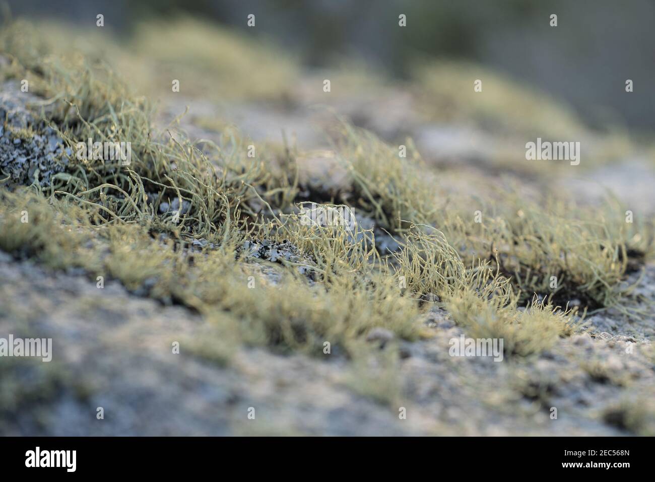 Macro shot of moss growing on a rough surface Stock Photo - Alamy