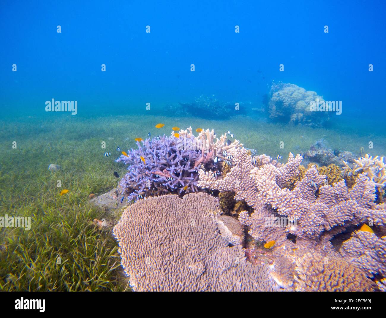 Coral reef landscape with sea grass. Young coral formation in shallow ...
