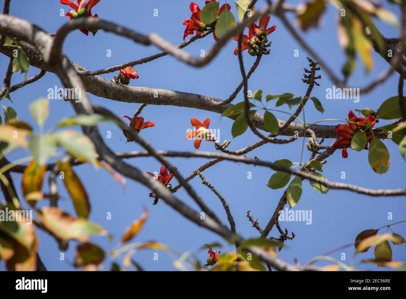 Red Flower of Bombax ceiba tree with green leaf Stock Photo - Alamy