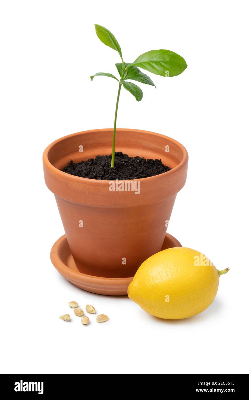 Lemon Seeds Germination