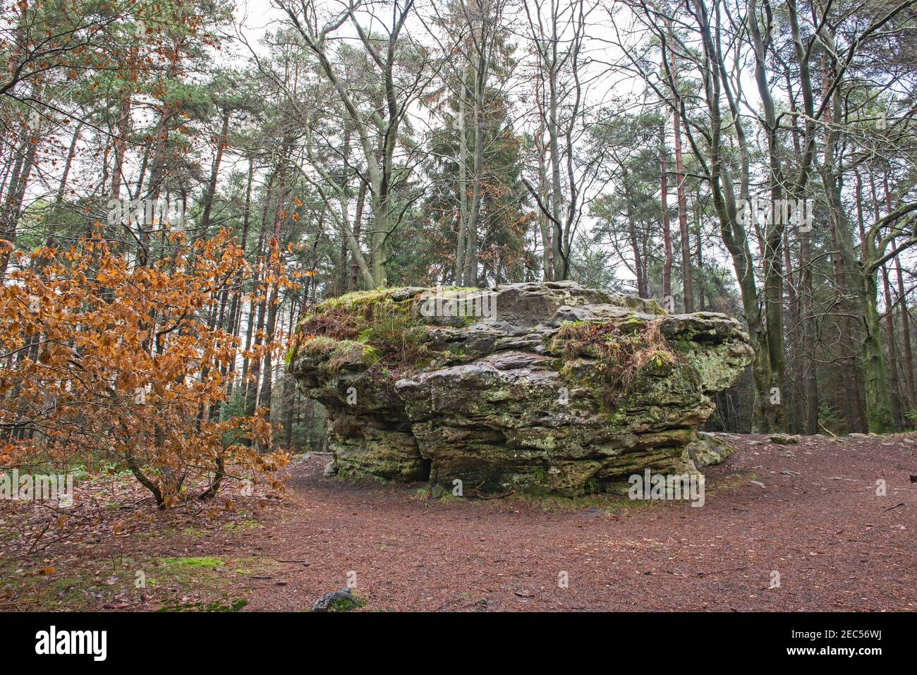 Scenic view through a remote woodland forest in rural countryside ...