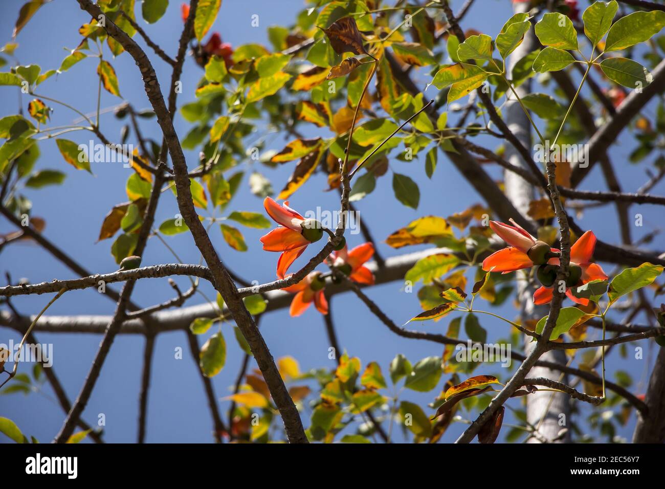 Red Flower of Bombax ceiba tree with green leaf Stock Photo - Alamy